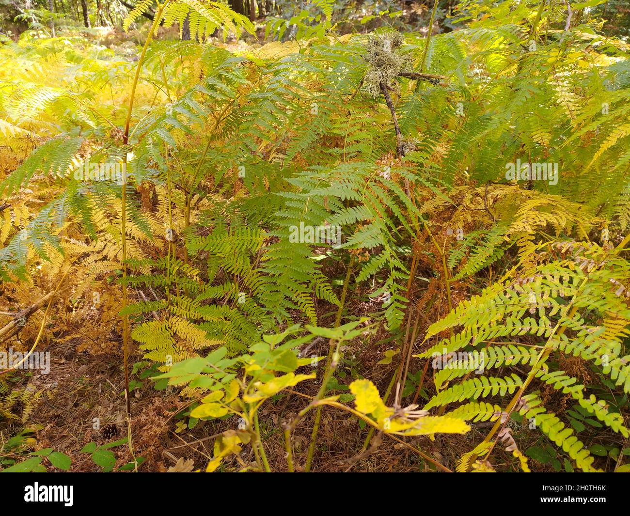 Closeup shot of ferns growing in a forest Stock Photo - Alamy