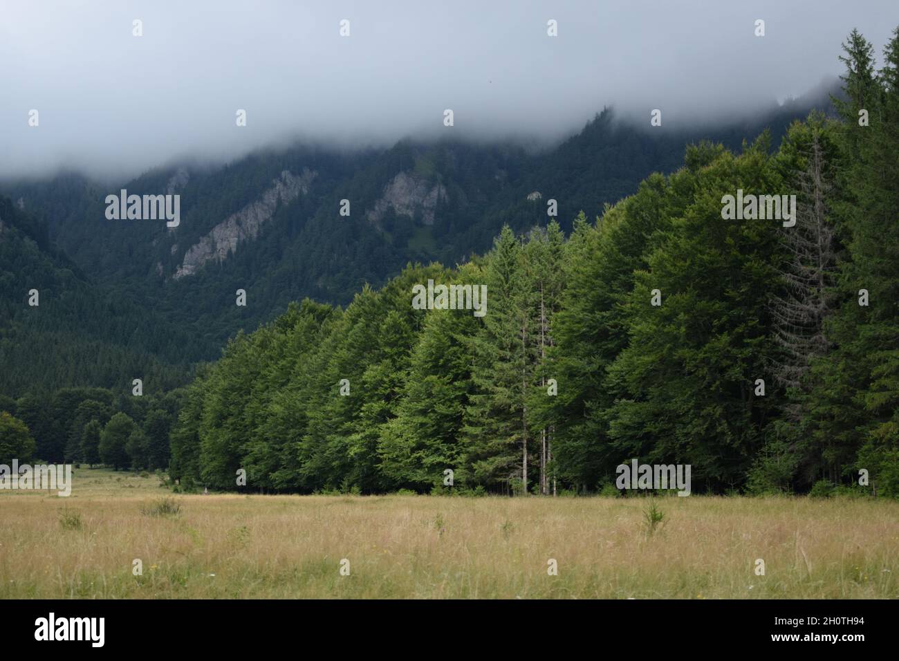 Beautiful view of a dense fir forest with a background of mountains ...