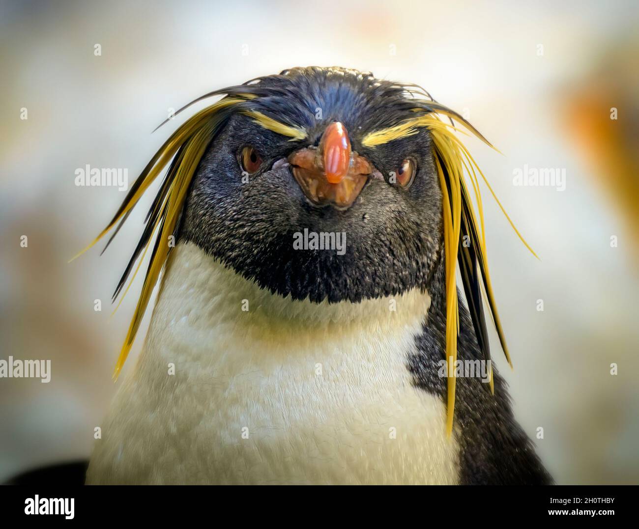 Penguin look camera hi-res stock photography and images - Alamy