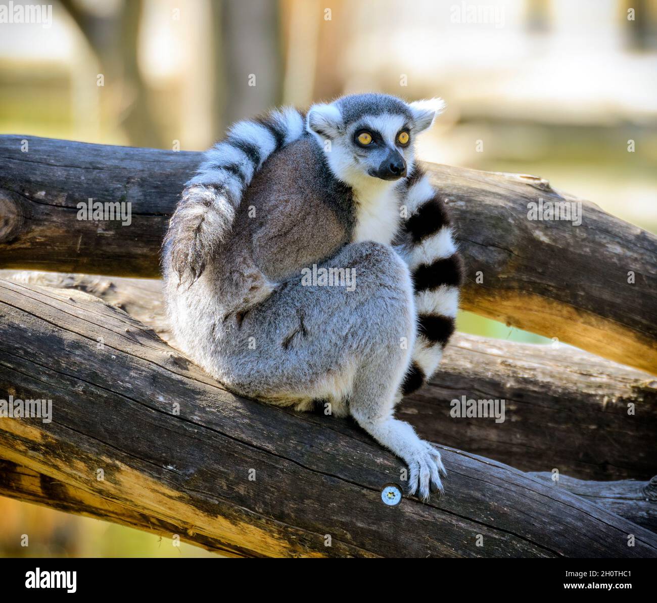tailed lemur sitting on a branch with stripped tail wrapped round the ...