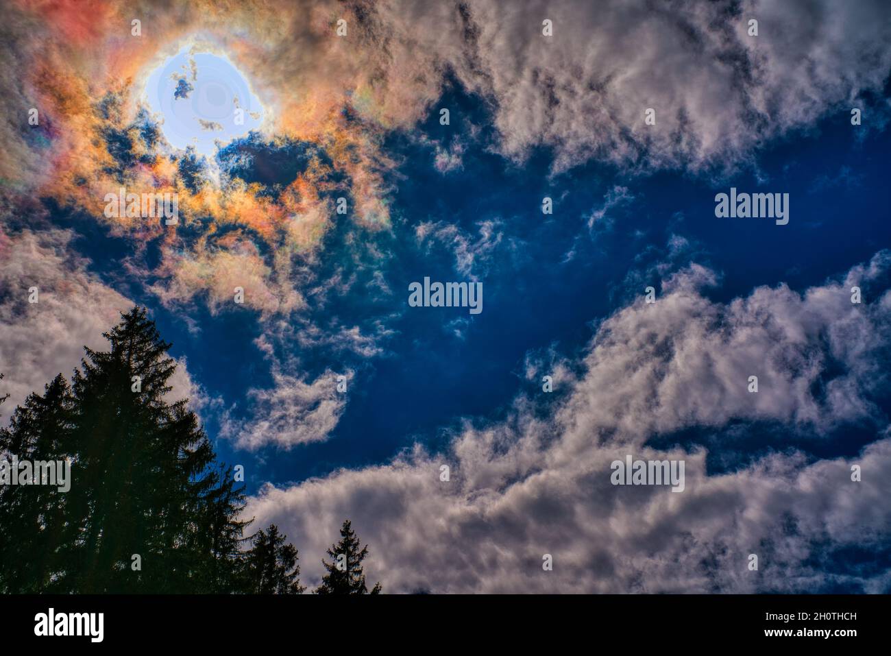 Low angle shot of the tops of spruce trees and cloudy sky with a ...