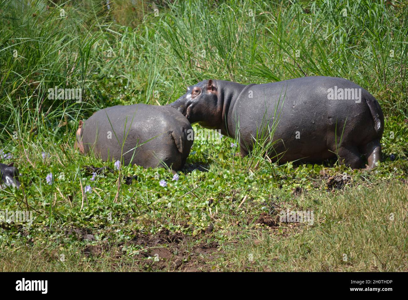 Lake ihema hi-res stock photography and images - Alamy