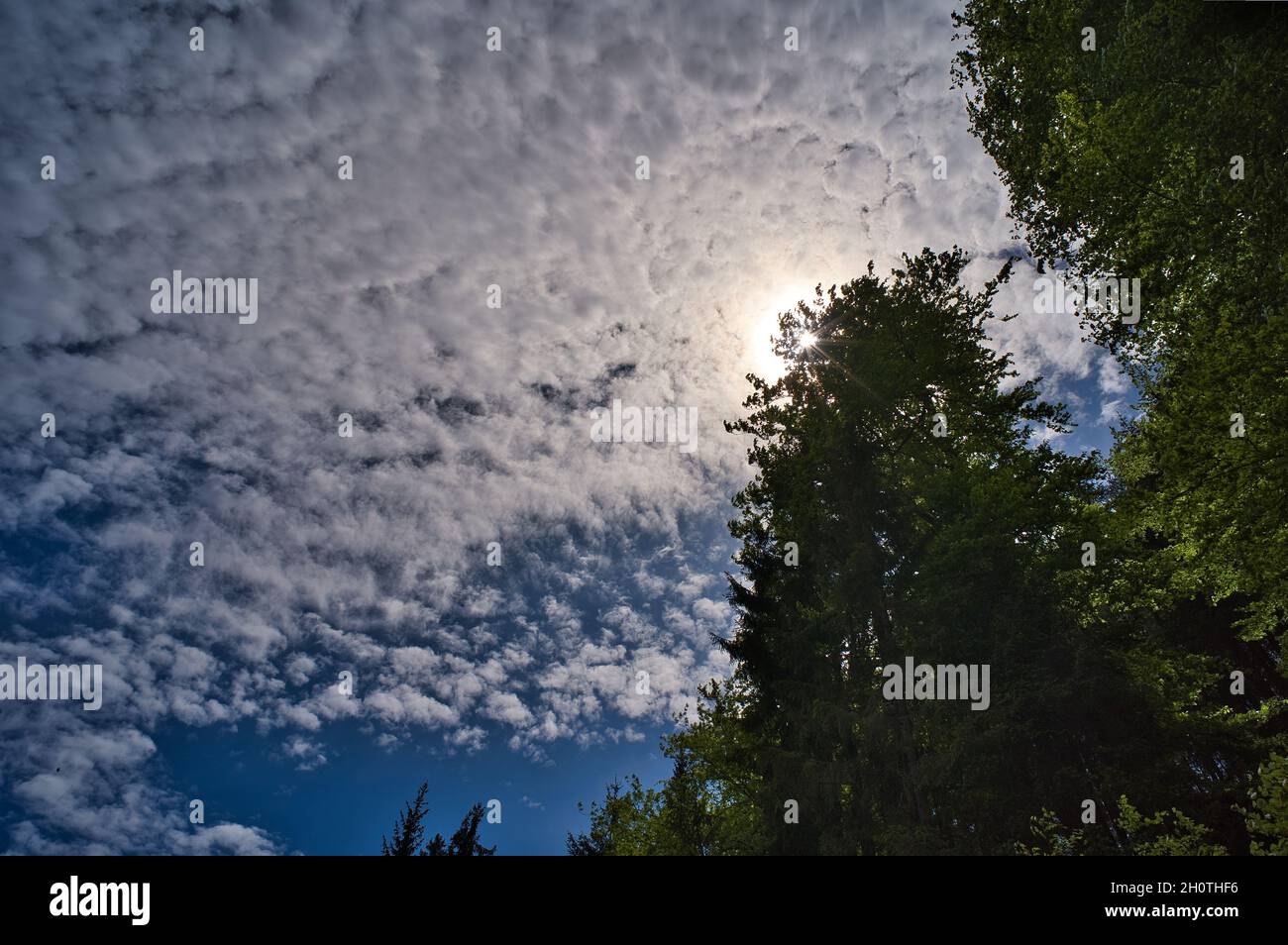 Low angle shot of the tops of spruce trees and cloudy sky with a ...