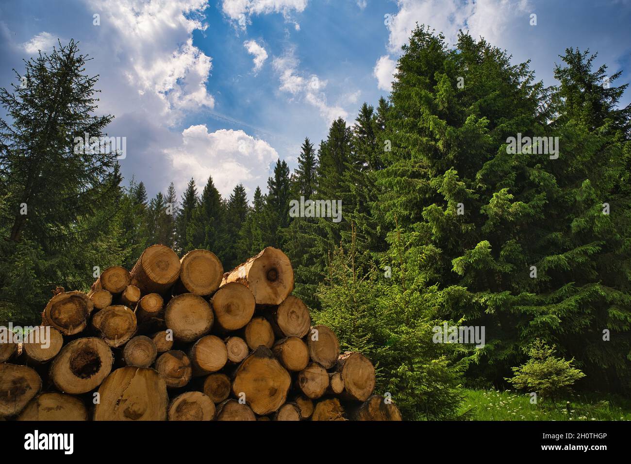 Green forest with dense spruce trees and cut tree trunks under a cloudy ...
