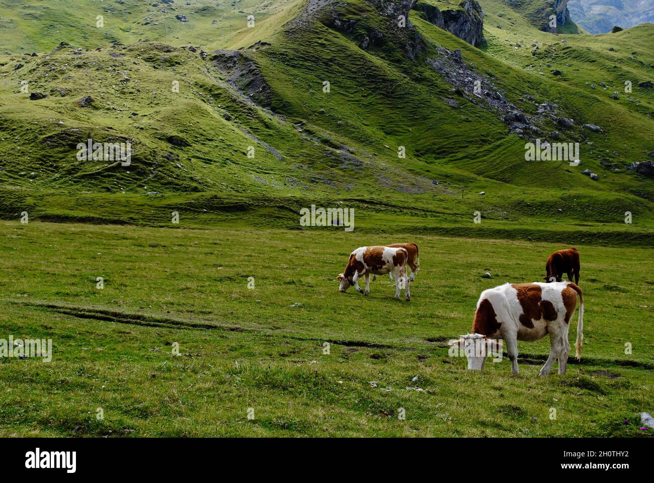 Swiss cows hi-res stock photography and images - Alamy