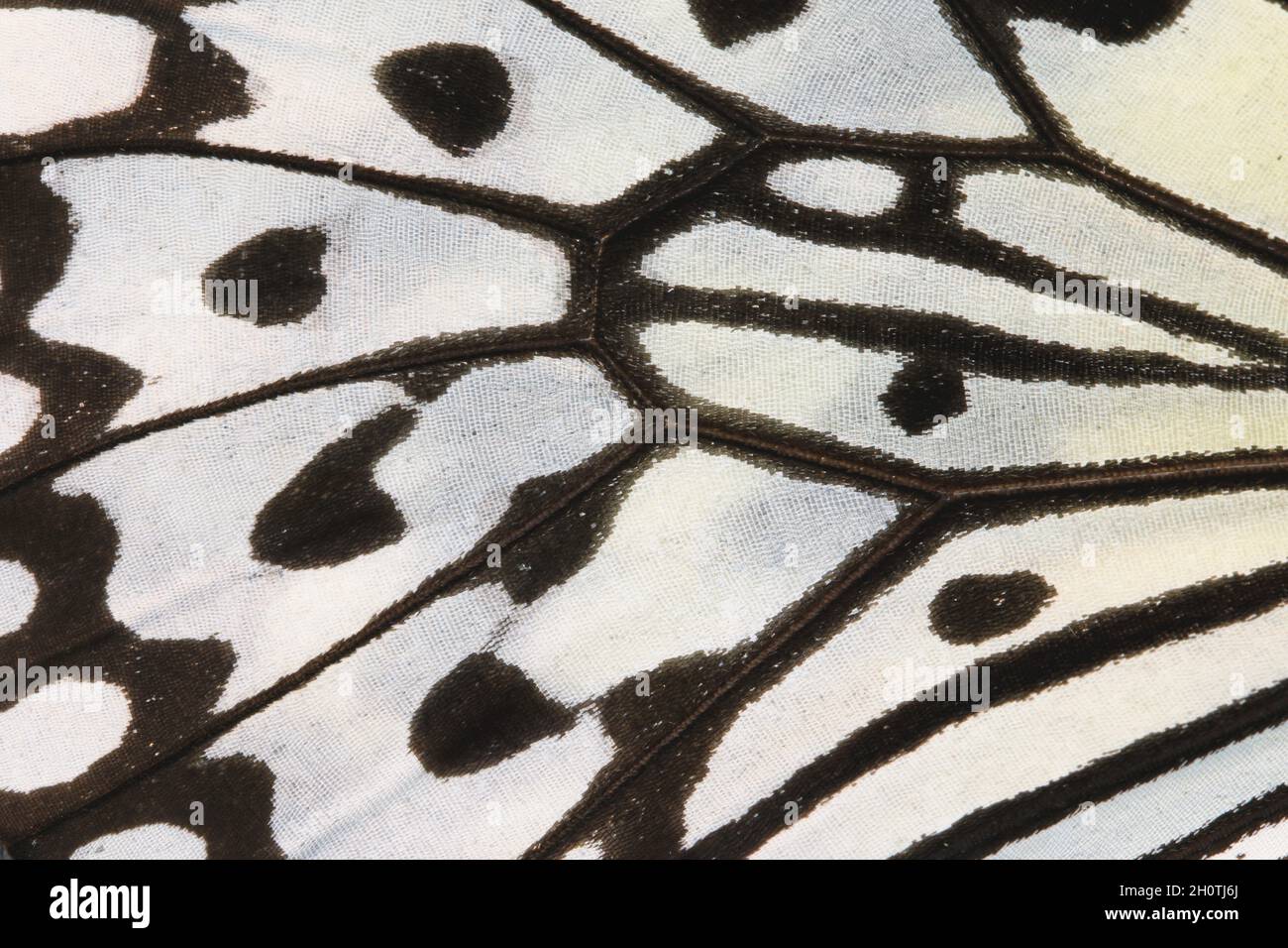 Magnified butterfly wing hi-res stock photography and images - Alamy