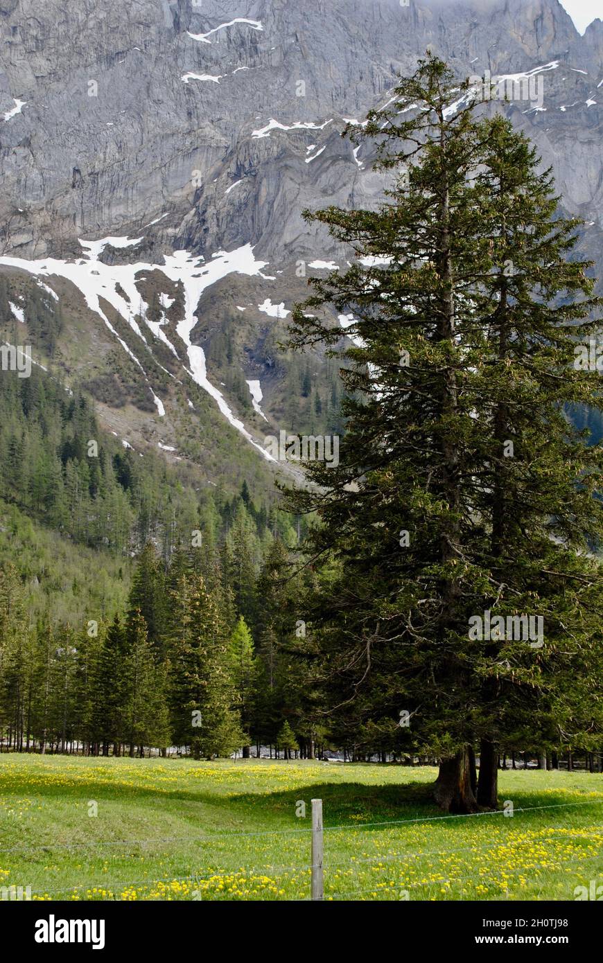 Alpine tree in the summer in the mountains in Solalex area high above ...