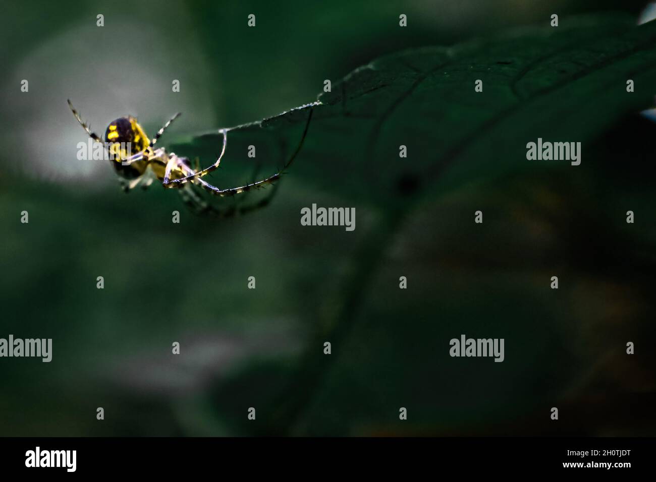 Close-up shot of a spider hanging from a leaf upside down Stock Photo ...