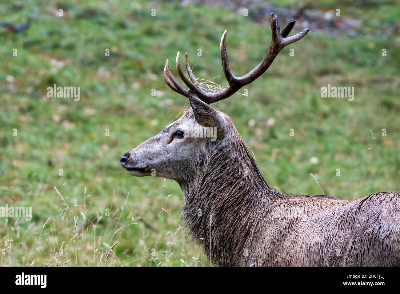 Red Stag Deer rut in North Yorkshire Stock Photo - Alamy