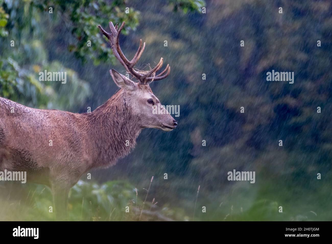Red Stag Deer rut in North Yorkshire Stock Photo - Alamy