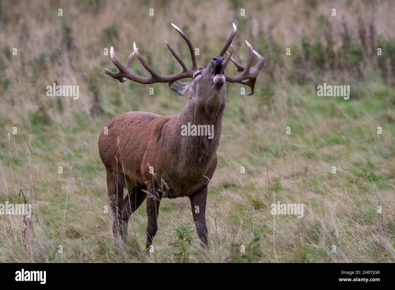 Red Stag Deer rut in North Yorkshire Stock Photo - Alamy