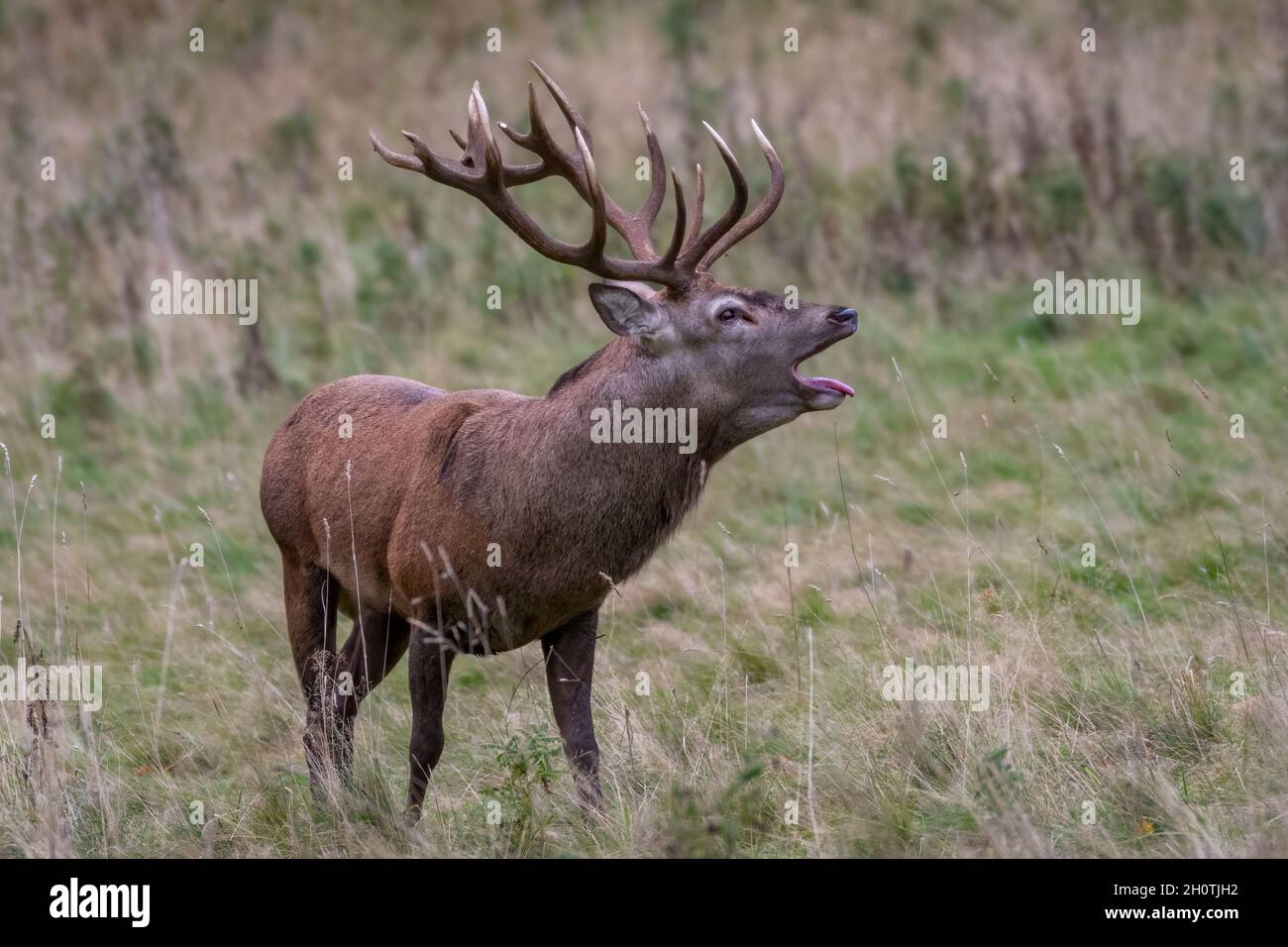 Red Stag Deer rut in North Yorkshire Stock Photo - Alamy