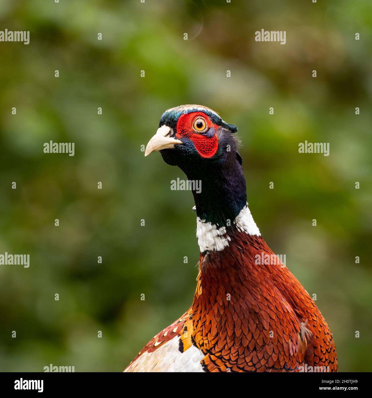 Male ring necked pheasant portrait Stock Photo - Alamy