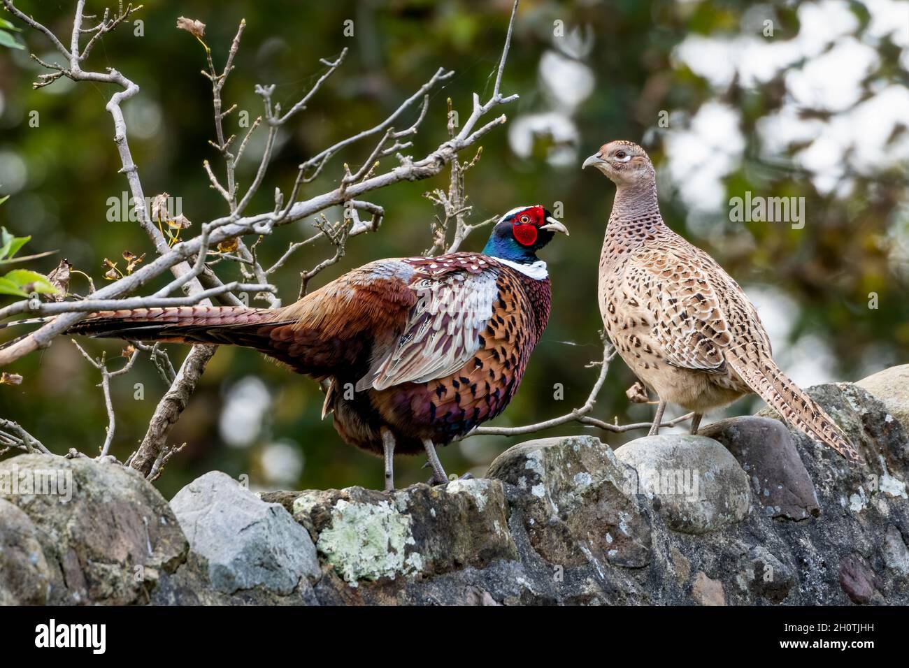 Ringneck Pheasant Pair