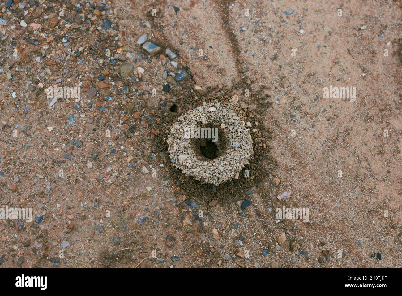 Top view shot of a circle ant nest colony in the sand and dirt Stock ...