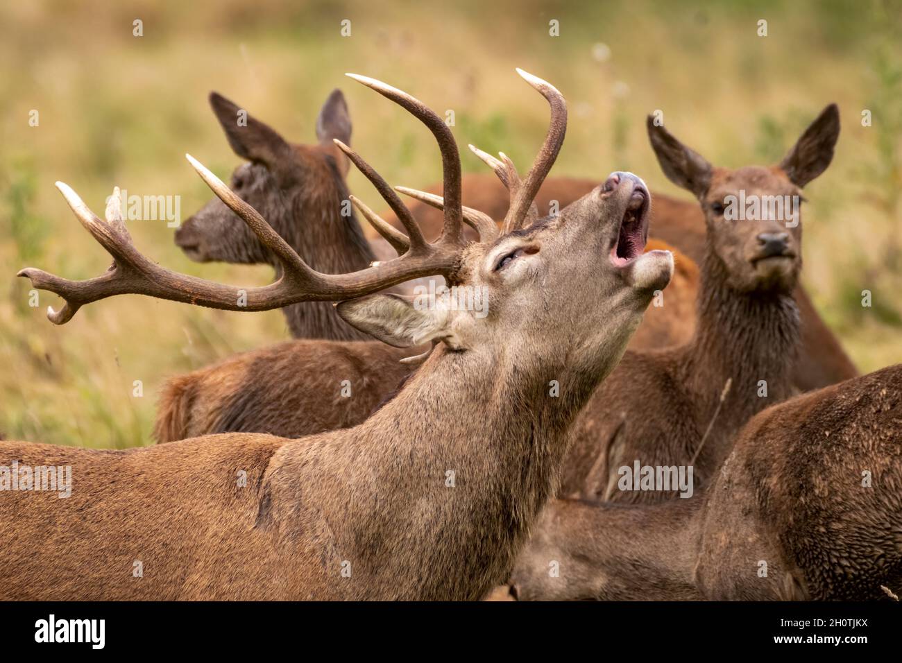 Red Stag Deer rut in North Yorkshire Stock Photo - Alamy