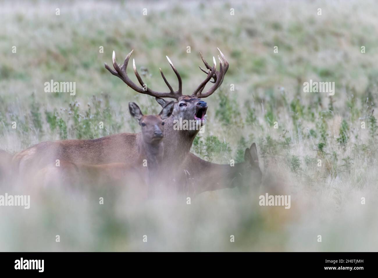 Red Stag Deer rut in North Yorkshire Stock Photo - Alamy