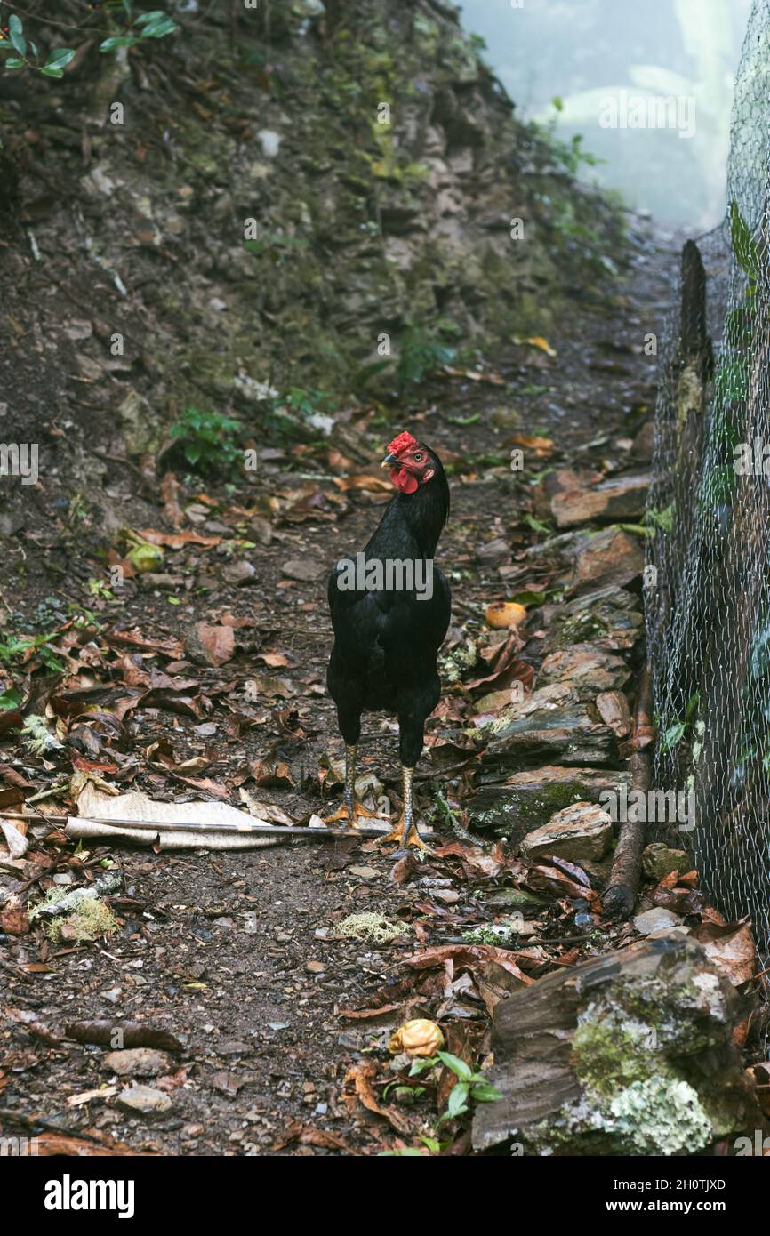 Vertical moody shot of a black shamo rooster standing on dirt footpath ...