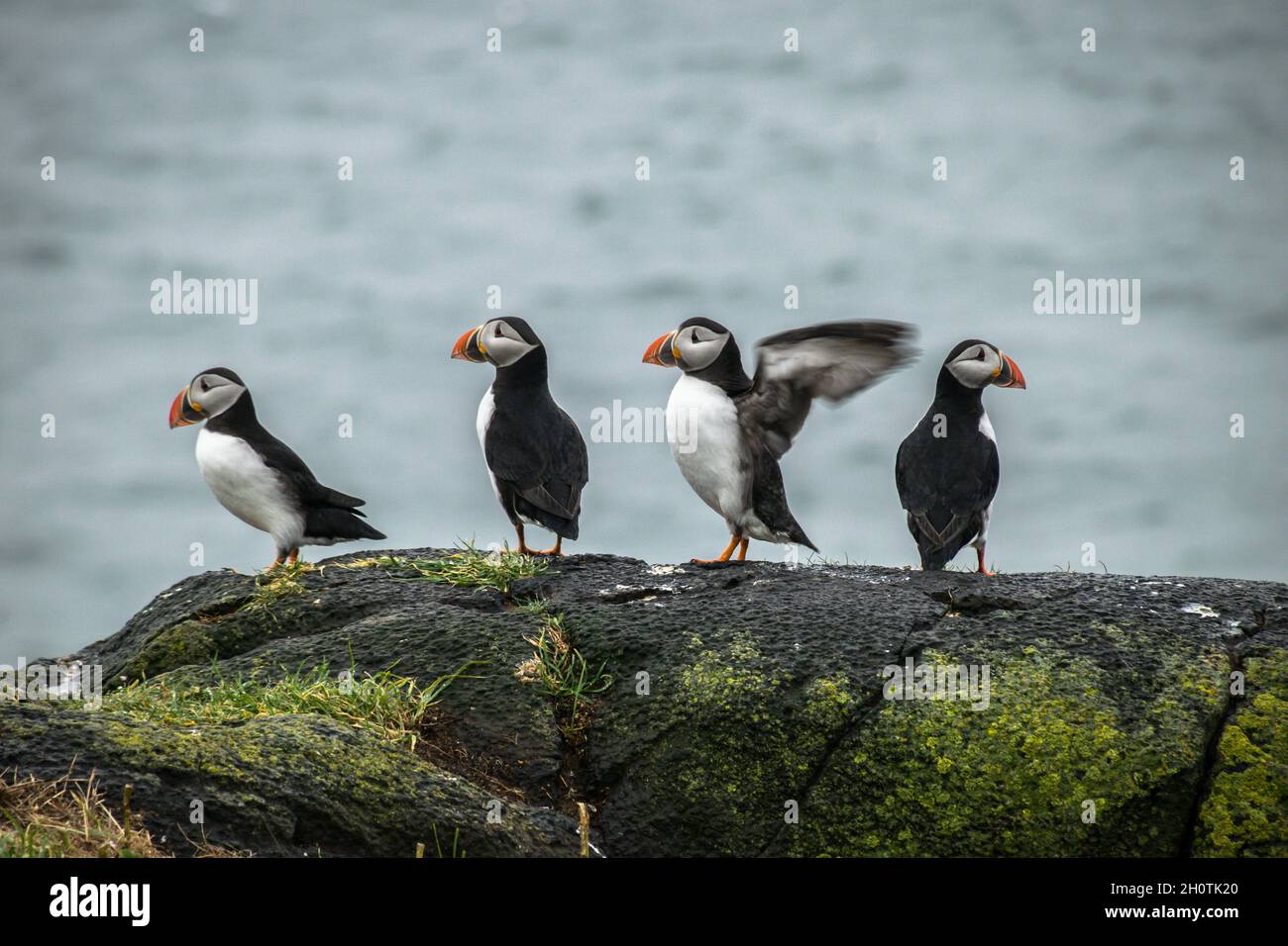 Four puffins stood on a rock by the sea, one with it's wings ...