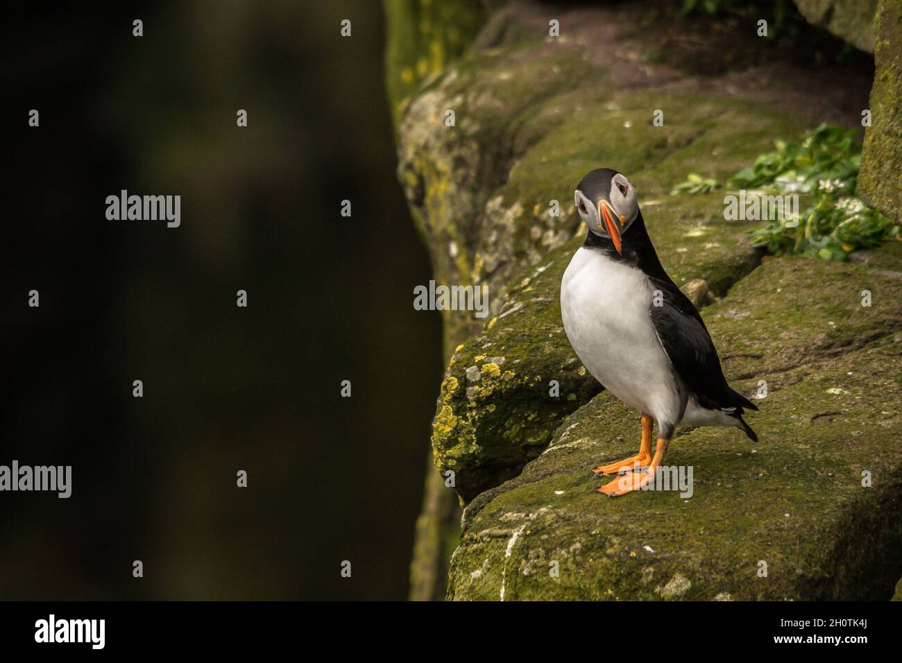 Puffin camera hi-res stock photography and images - Alamy