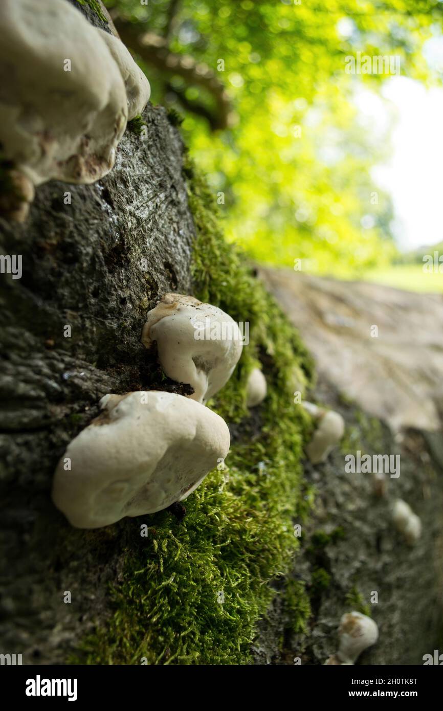 Vertical shallow focus shot of white abstract shaped fungi mushrooms ...
