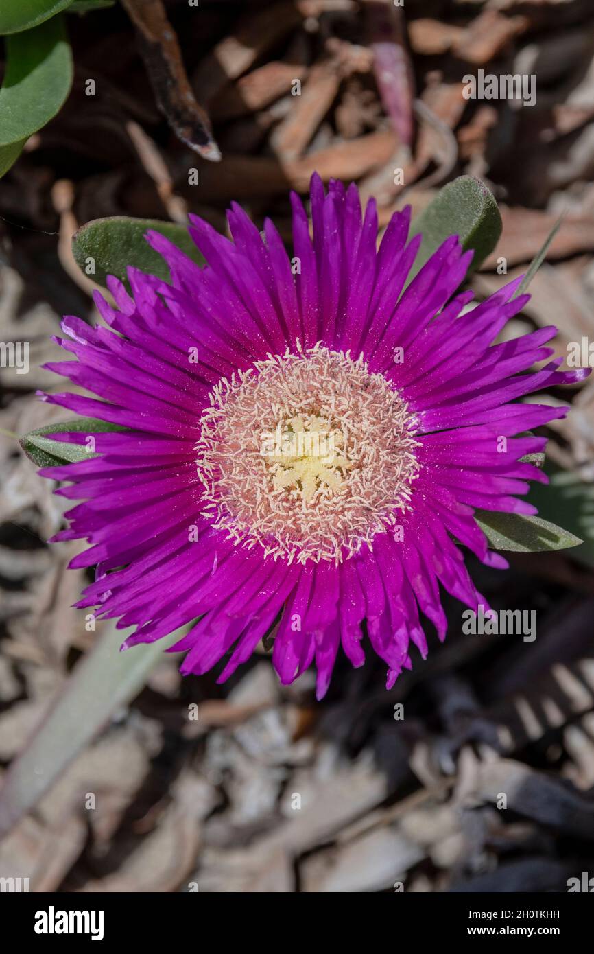 Close-up of a Carpobrotus edulis flower Stock Photo - Alamy