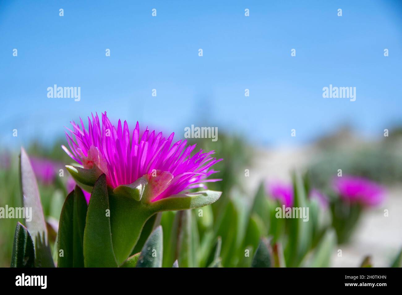 Carpobrotus edulis flower hi-res stock photography and images - Alamy