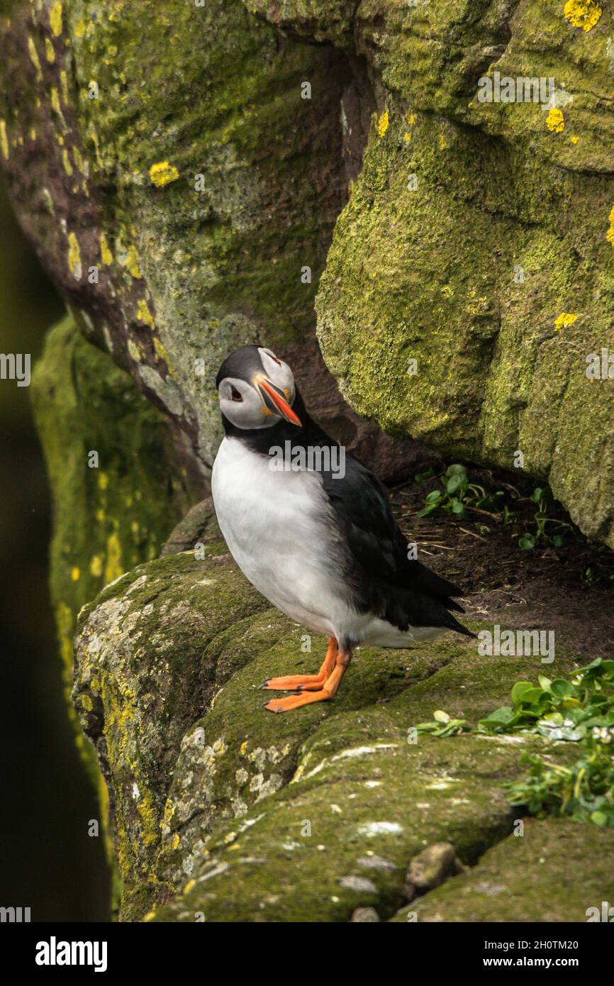 Puffin on a clifftop hi-res stock photography and images - Alamy