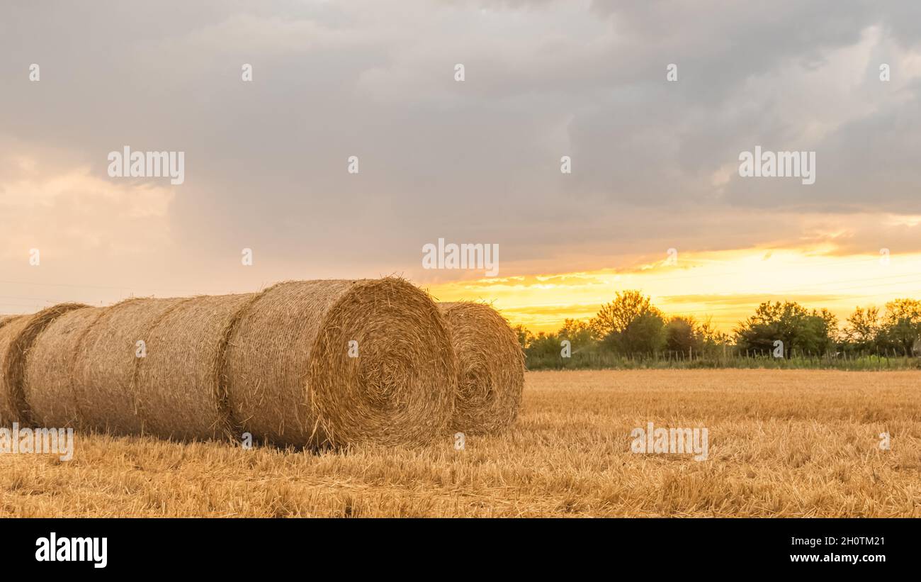 Summer harvest. Field of wheat after the harvest of wheat and put in ...
