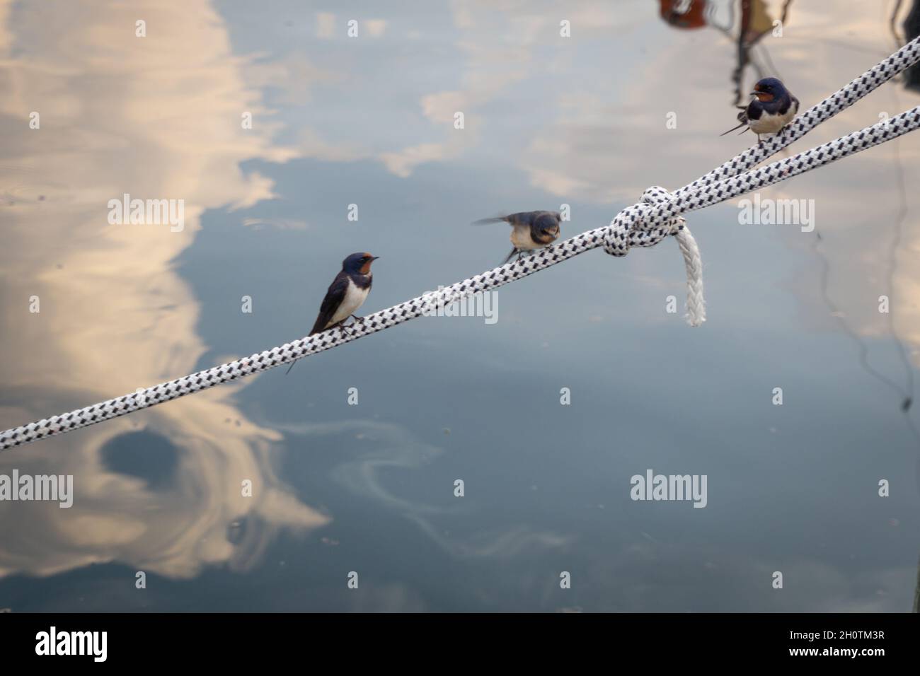 Horizontal closeup shot of three birds standing on a rope on the ...