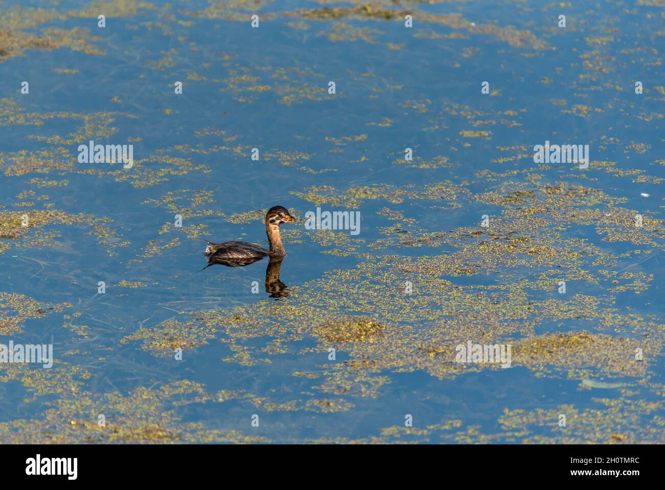 Pied-billed Grebe, Podilymbus podiceps juvenile swimming in wetlands ...