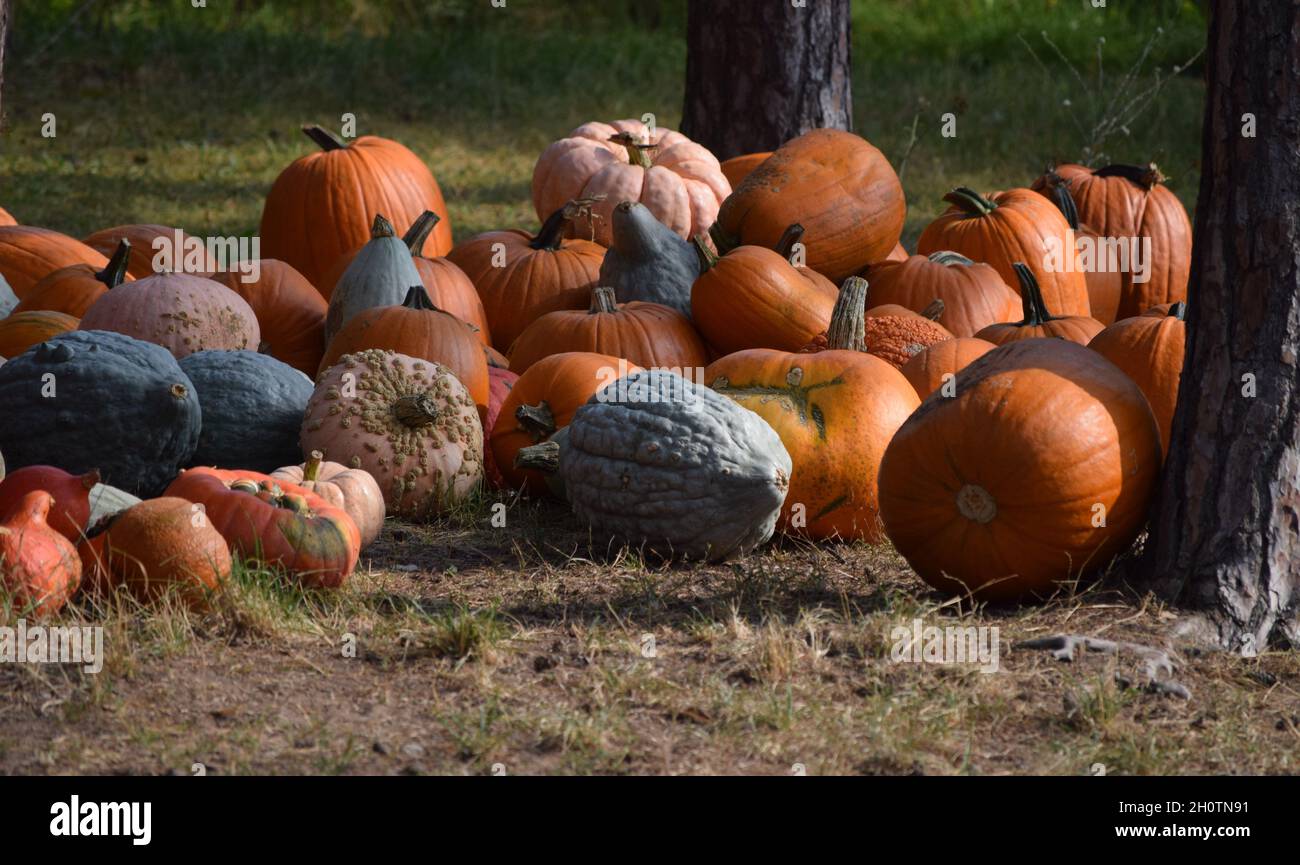 Hubbard pumpkin hi-res stock photography and images - Alamy