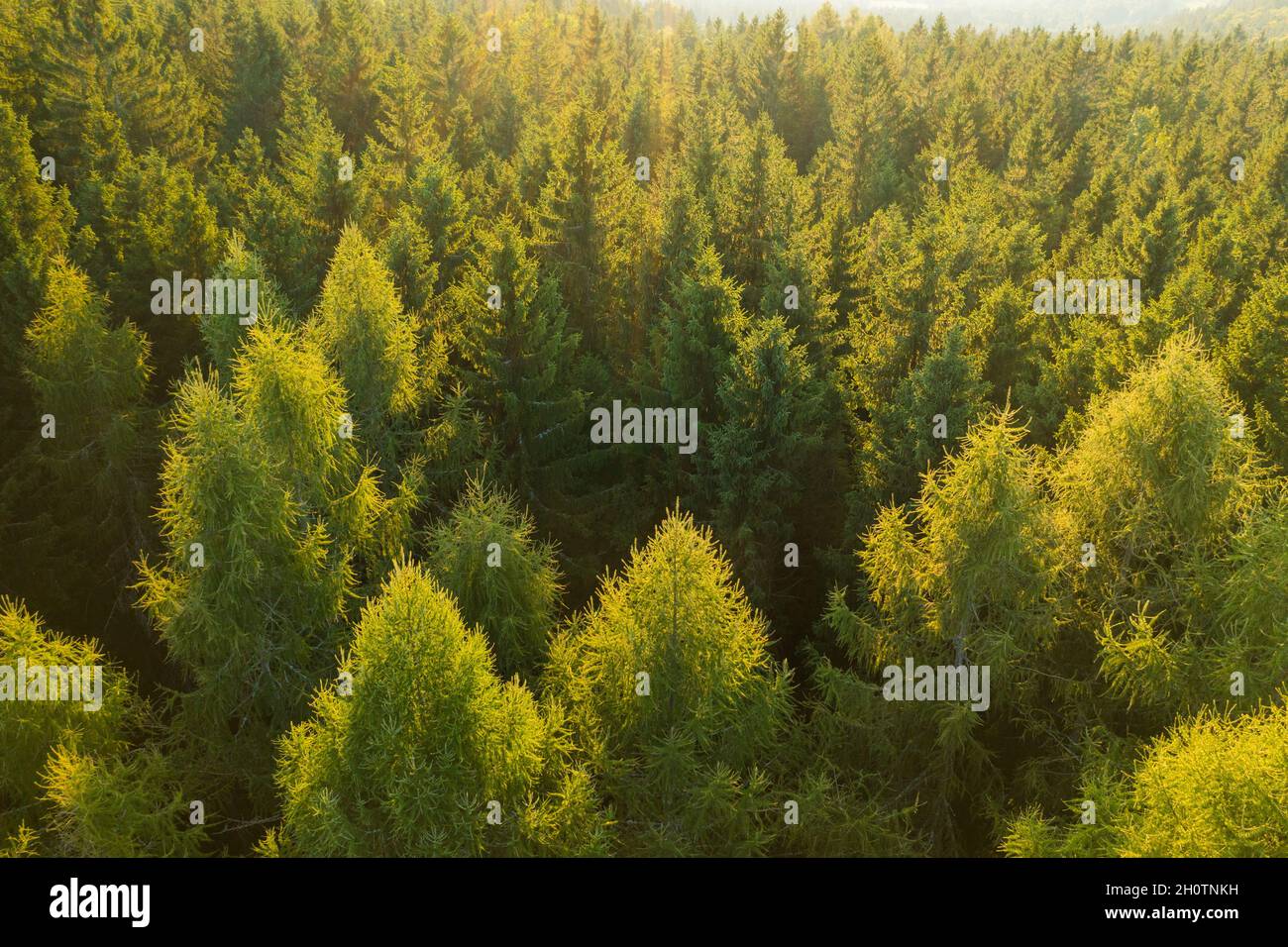 Aerial view of tree tops of young dense forest at sunlight Stock Photo ...