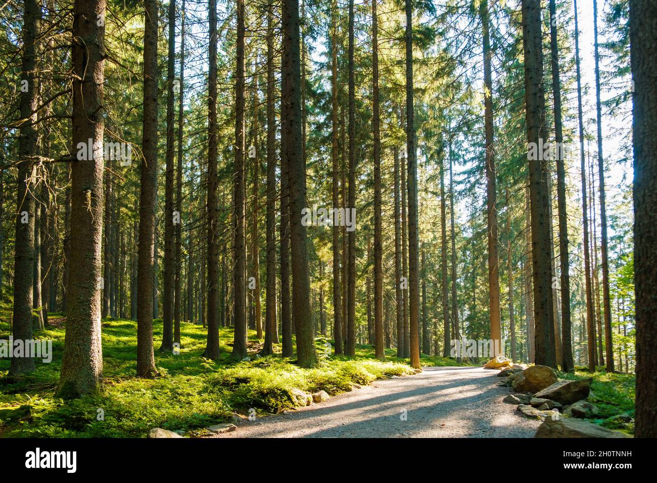 Autumn forest path at sunset. Forest hiking trail with high pine trees ...