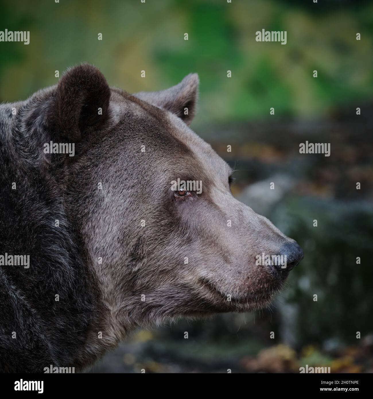 Brown bear side portrait from the side outdoor Stock Photo - Alamy