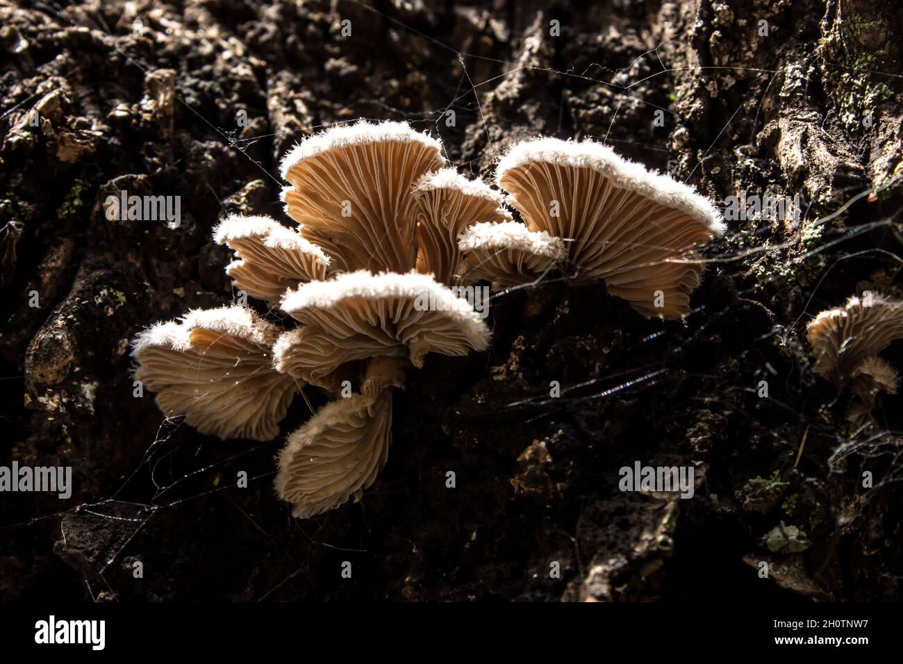 A small group of splitgill fungi, Schizophyllum commune, illuminated ...