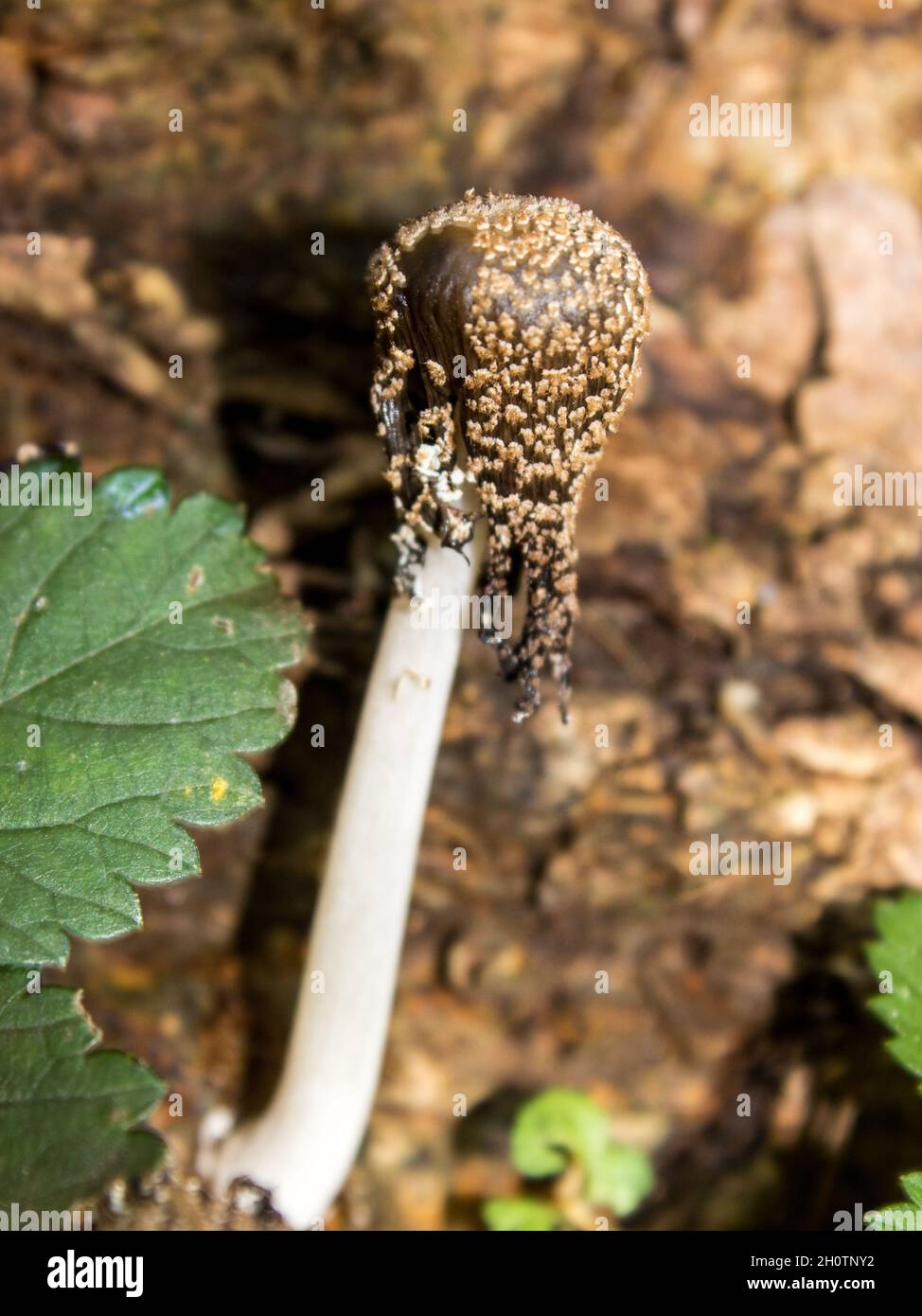 Fungus itself hi-res stock photography and images - Alamy