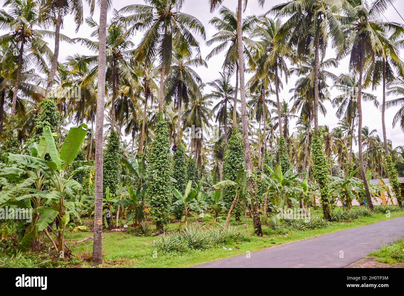 Intercropping - Coconut and Banana (Integrated farming Stock Photo - Alamy