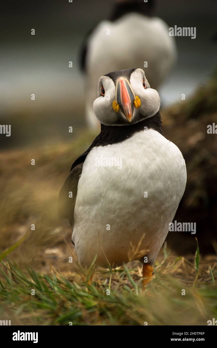 Portrait of a puffin stood looking straight at the camera Stock Photo ...