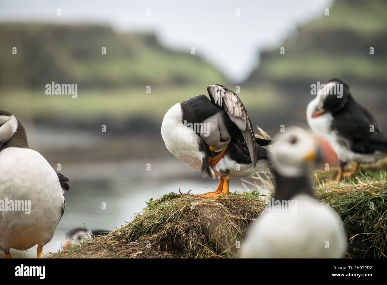 Puffin preening it's feathers among a breeding colony Stock Photo - Alamy