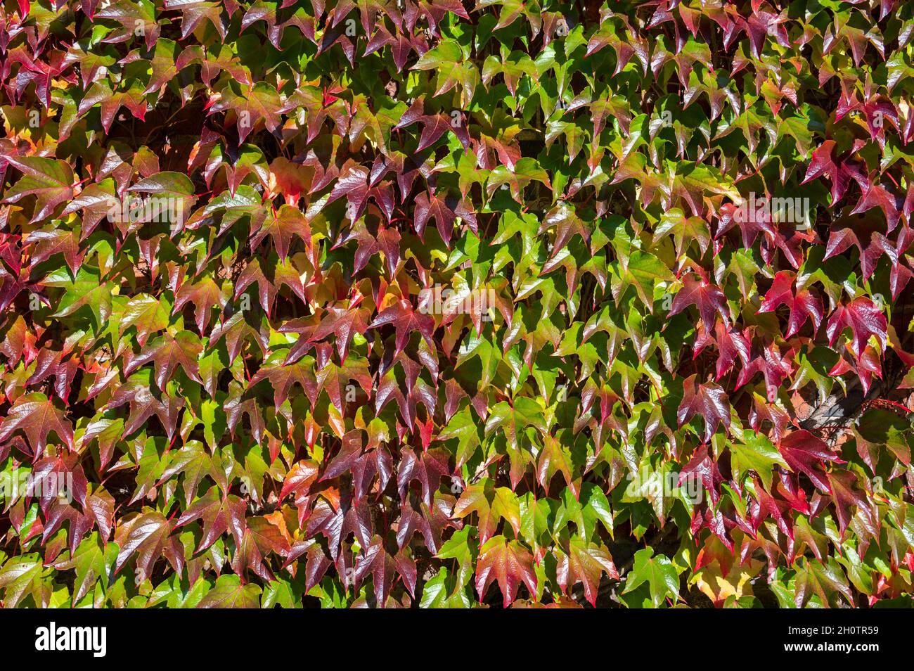 Green ivy leaves turning red during fall autumn texture Stock Photo - Alamy