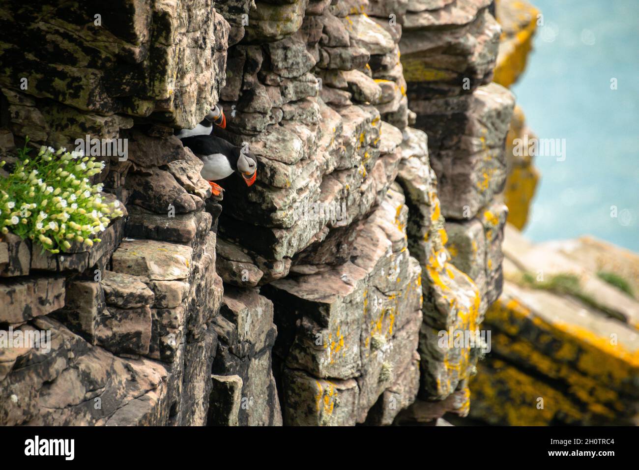 Puffin leaning forwards ready to jump off a rocky cliff towards the sea ...
