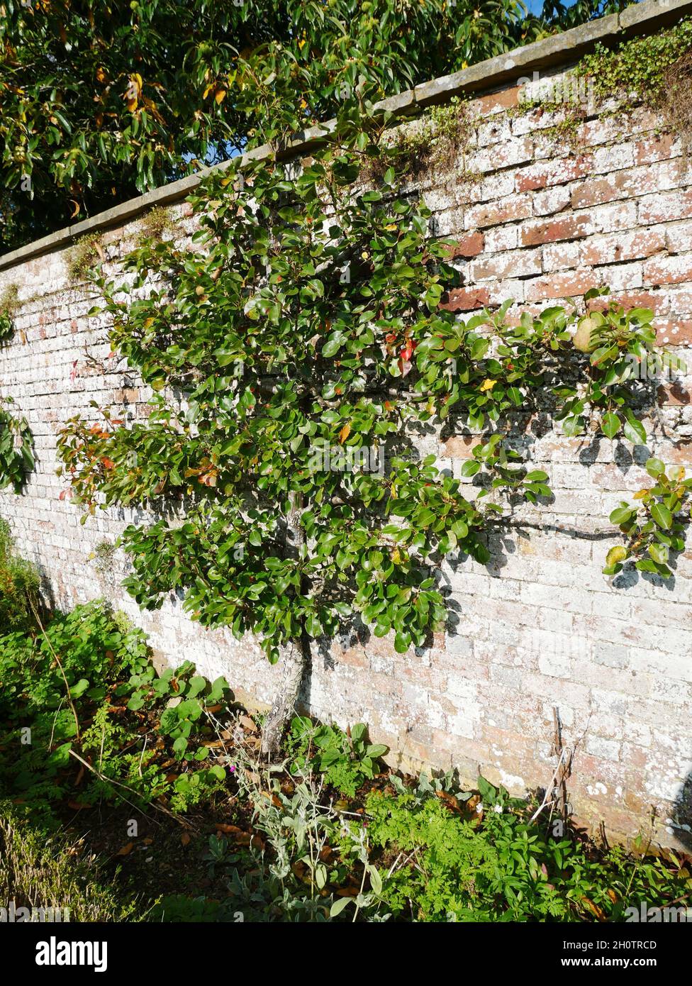 Downe House, Kent, England Stock Photo - Alamy