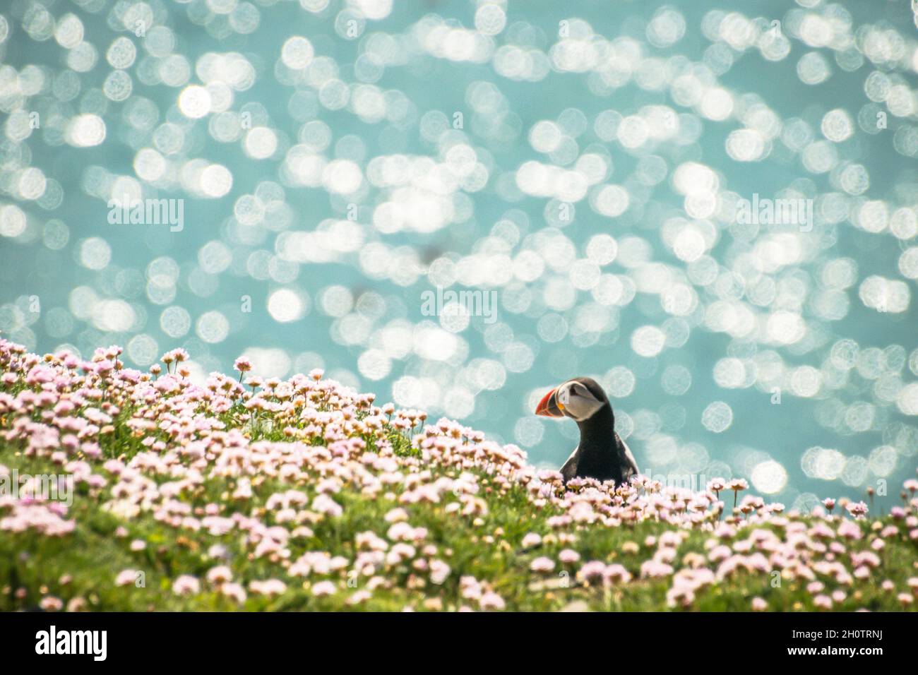 Puffin peeking out from it's burrow on a cliff covered in thrift ...