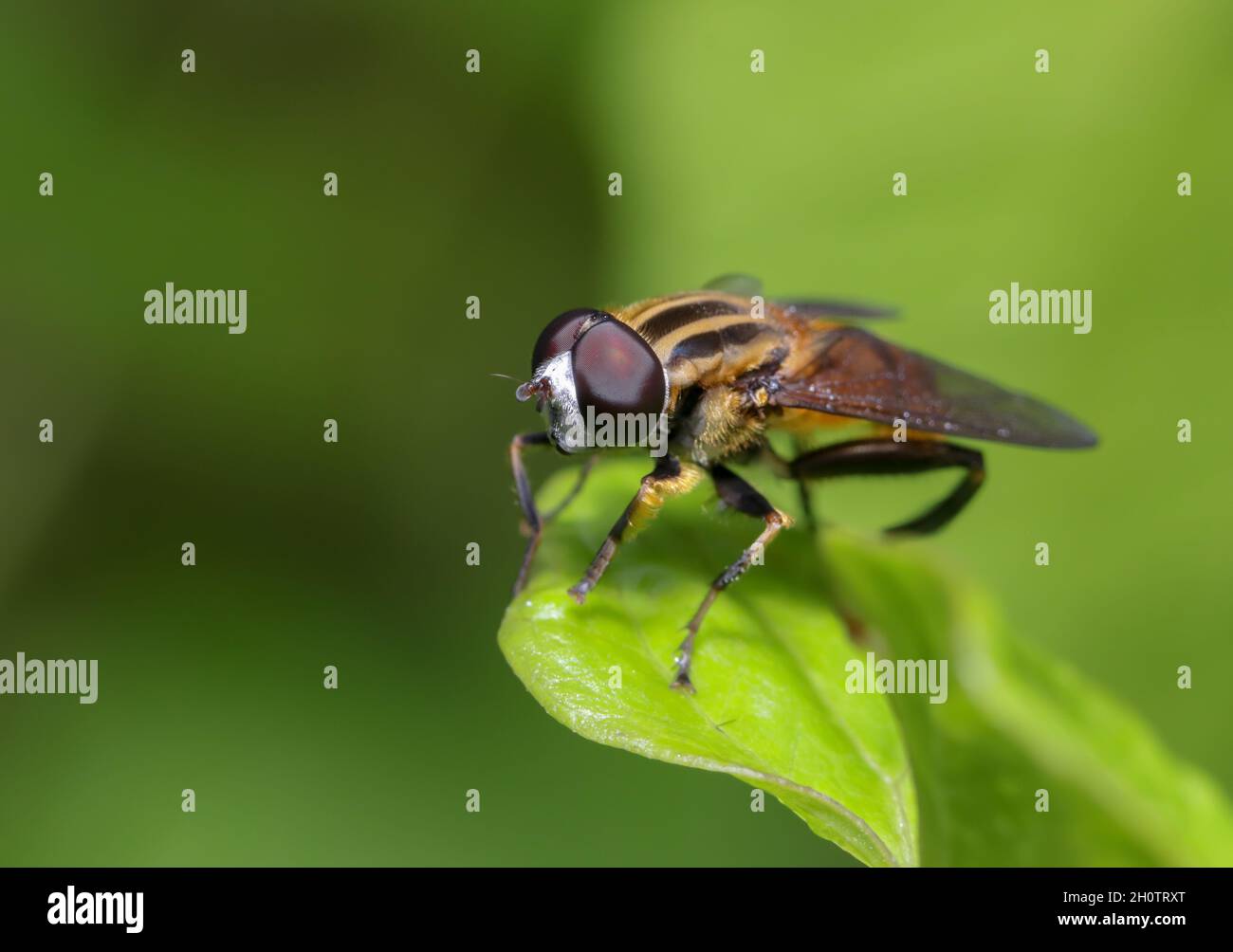 Close up of yellow fly face Stock Photo - Alamy