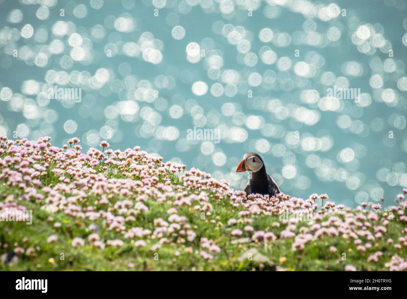 Puffin peeking out from it's burrow on a cliff covered in thrift ...