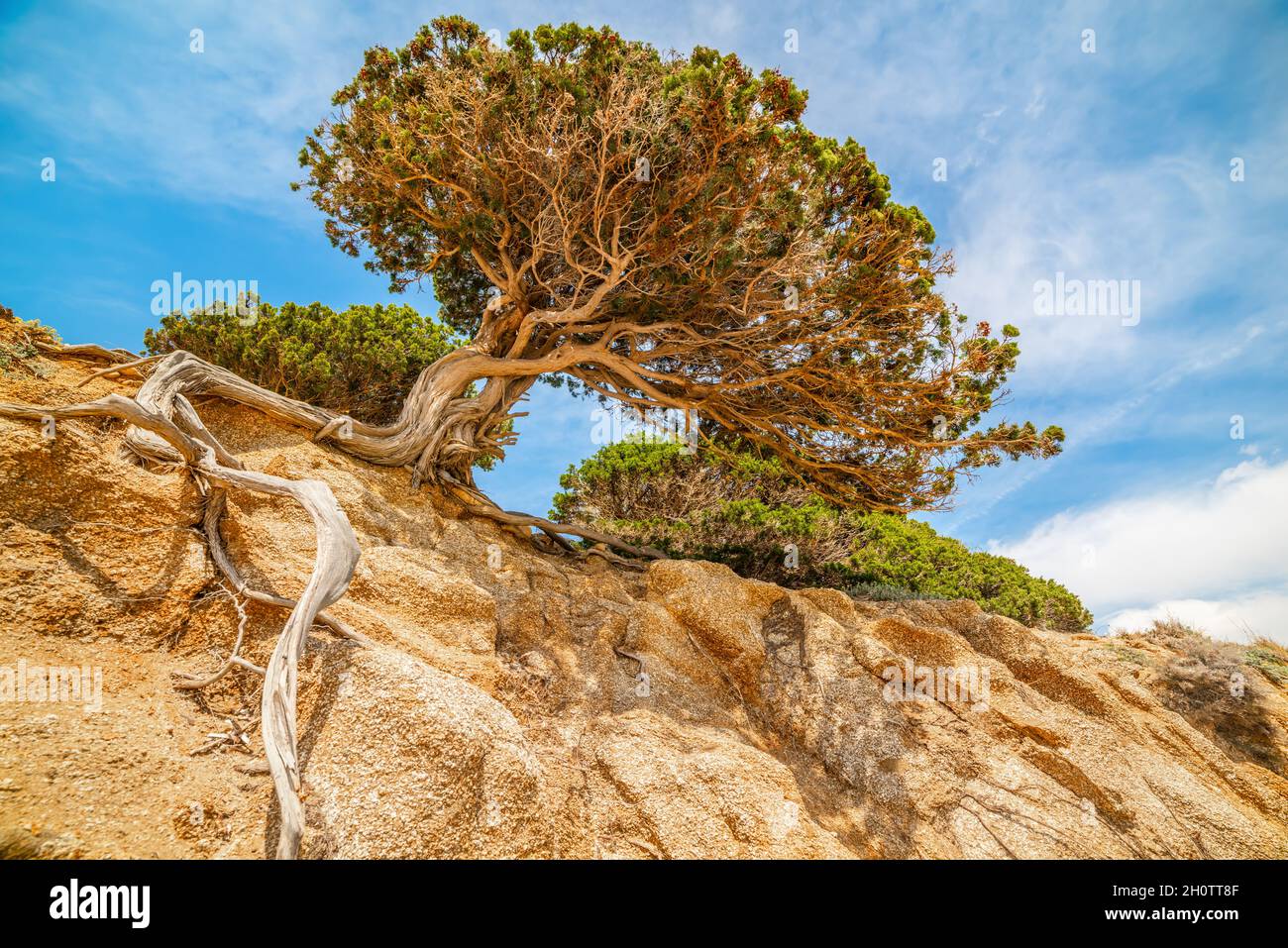 Small pine on a rock by the sea in Porto Sa Ruxi shore. Sardinia, Italy ...