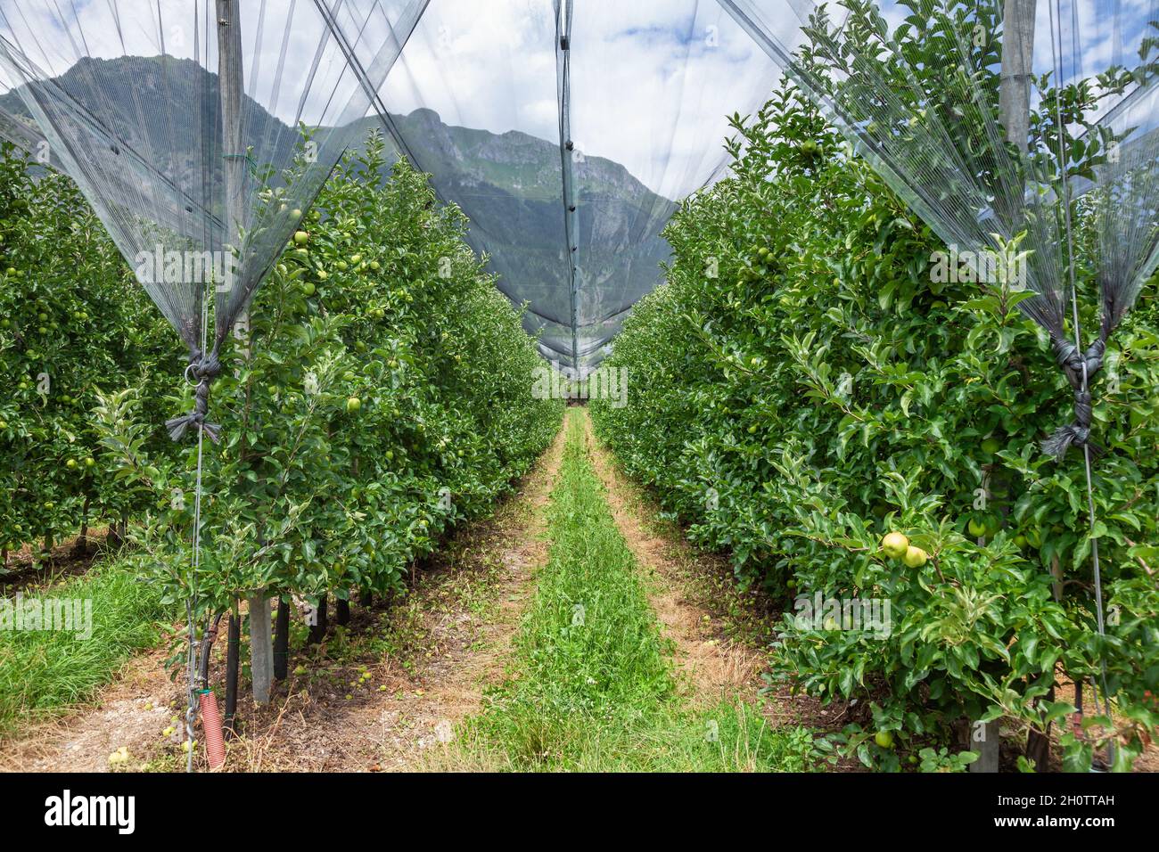 Commercial apple orchard hi-res stock photography and images - Alamy