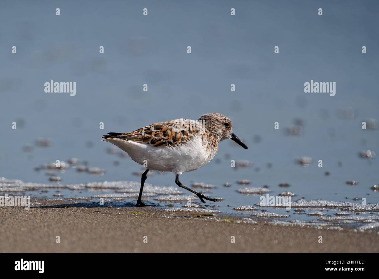 Closeup side look of a small sandpiper at the beach with a blurred ...