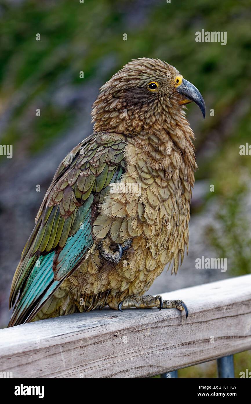 Kea bird hi-res stock photography and images - Alamy